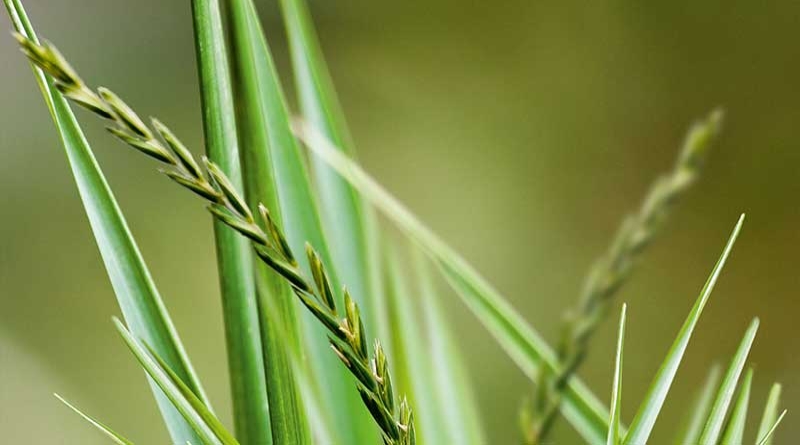 PIRIKA PUZAVA – Narodna Apoteka