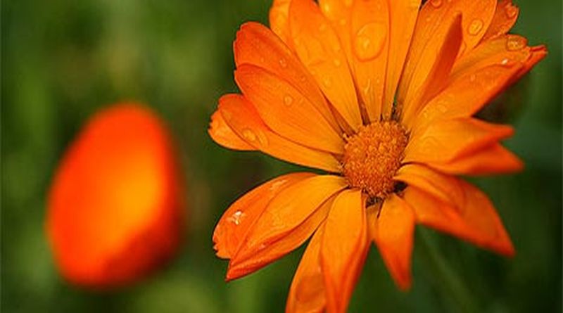 NEVEN – Narodna Apoteka