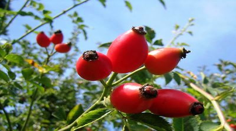 ŠIPAK – Narodna Apoteka